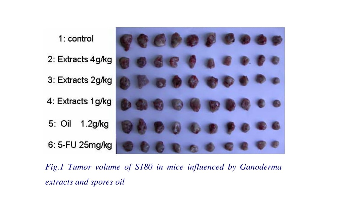 Anti-Tumor Effects and Mechanisms of Ganoderma Extracts and Spores Oil ...